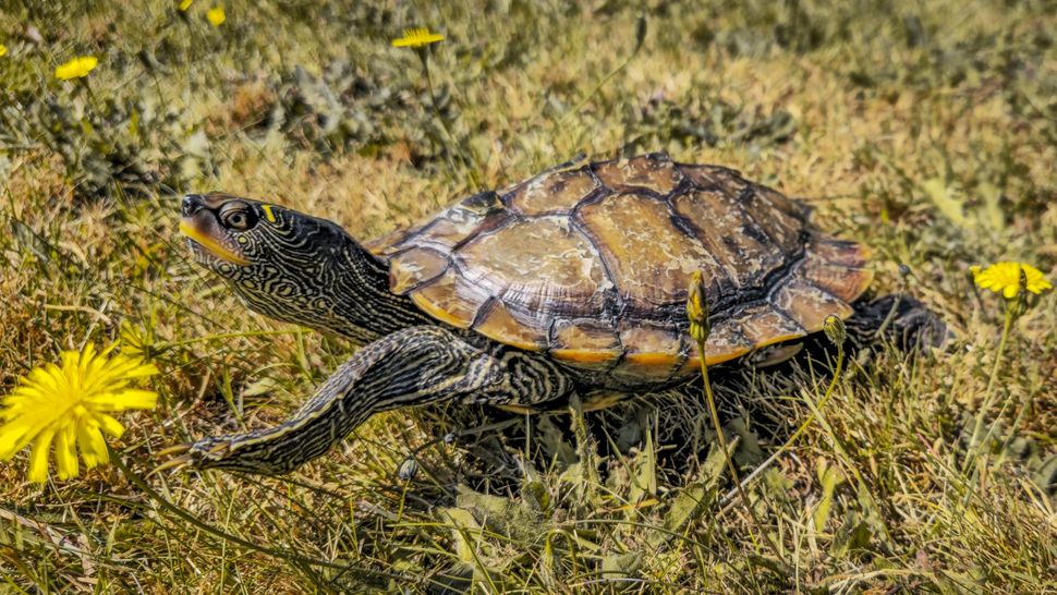 32 tips for taking care of pet turtles | PetsRadar