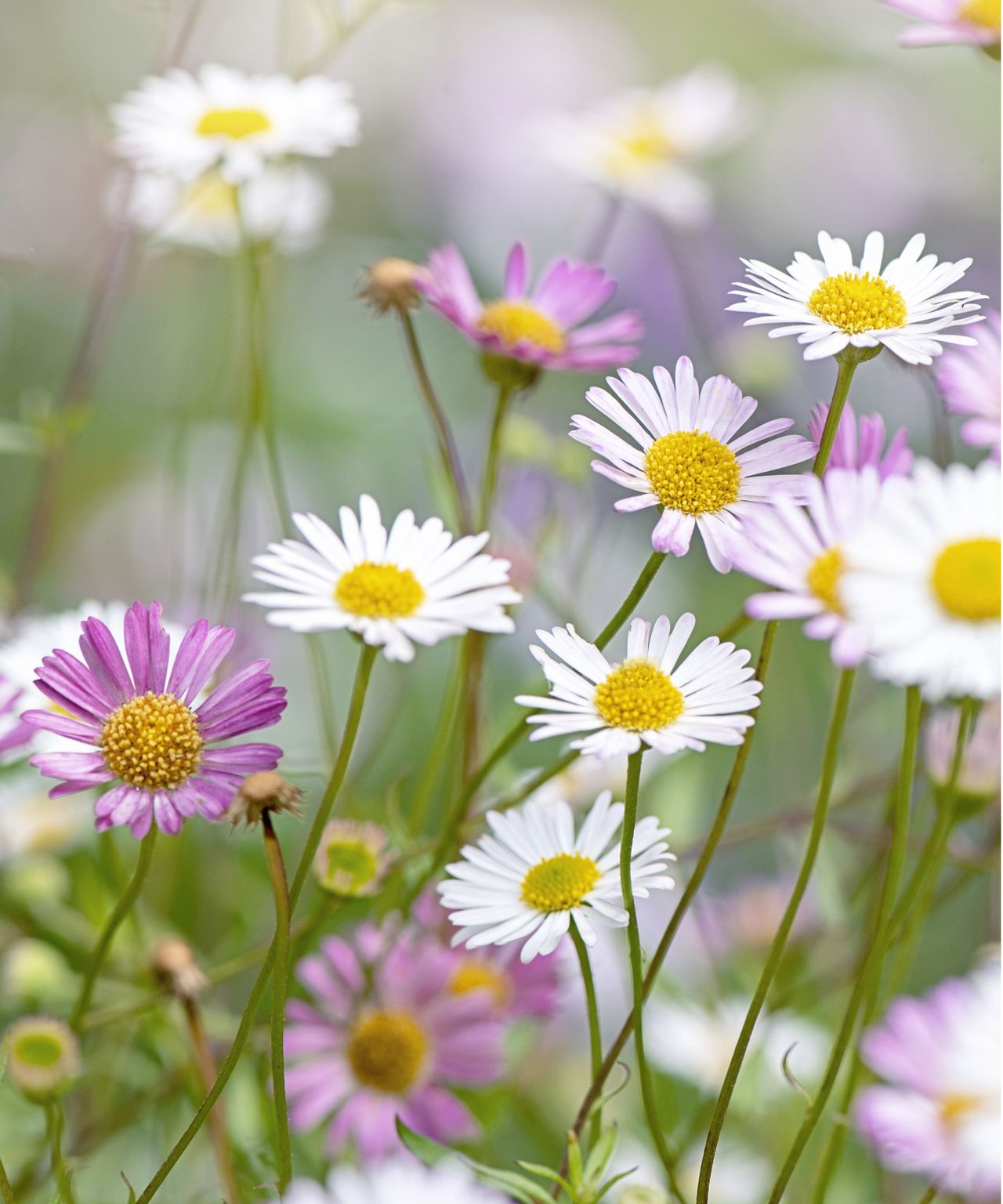 Best flowering ground cover plants: 5 colorful species to grow | Homes ...