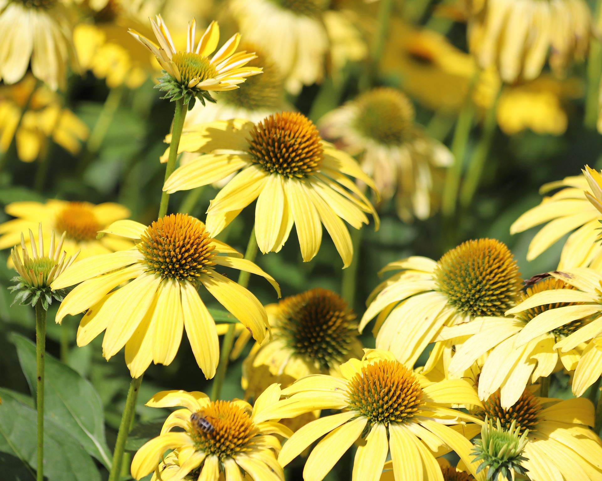 Best Perennials To Plant In Fall: 8 Gorgeous Varieties | Gardening Know How