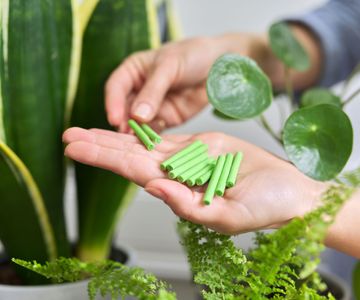 Fertilize Indoor Plants Like A Pro: Keep Houseplants Happy | Gardening ...