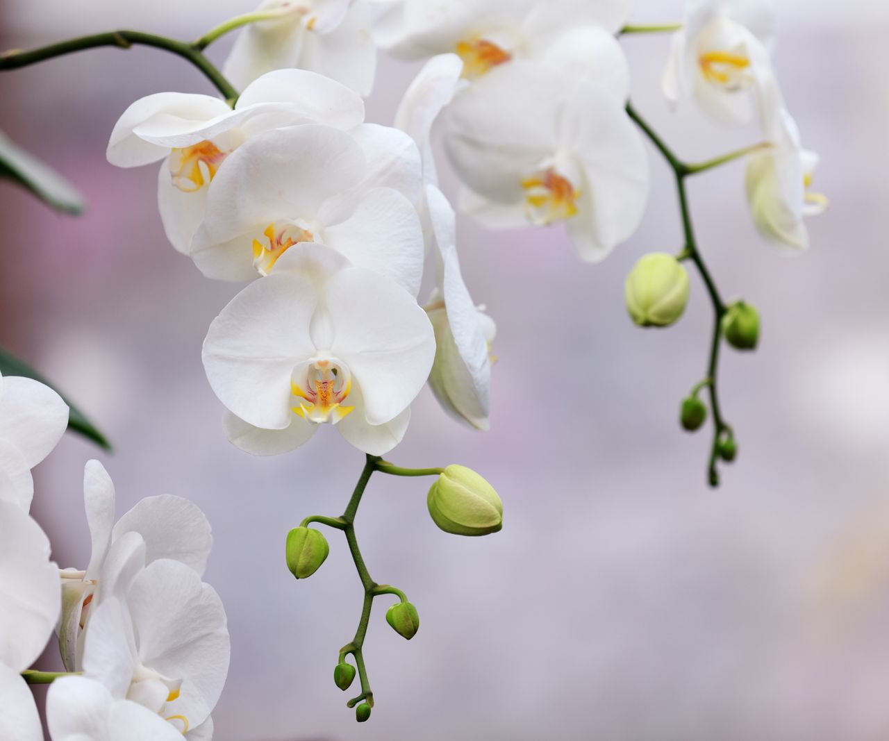 Easiest orchids to grow: 5 varieties you can't kill | Homes and Gardens