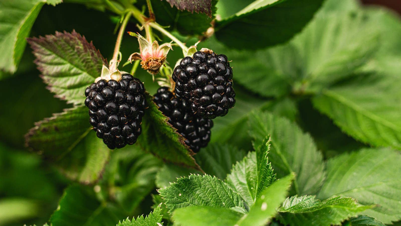 How to grow blackberries: expert tips for bumper crops | Homes and Gardens