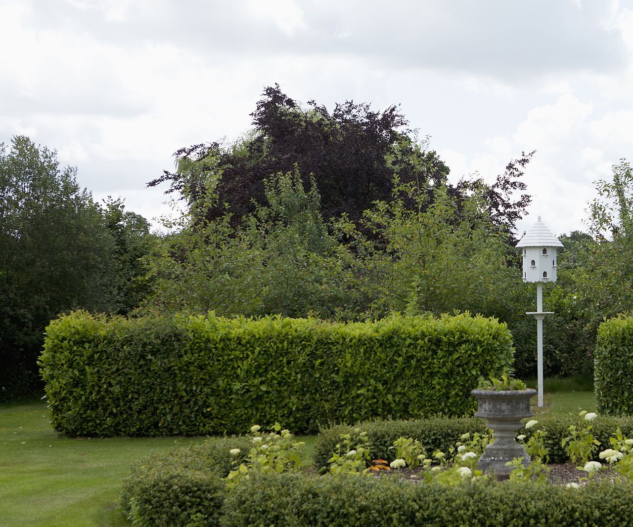 Best fast-growing hedges: 10 ideas for your boundaries | Homes and Gardens