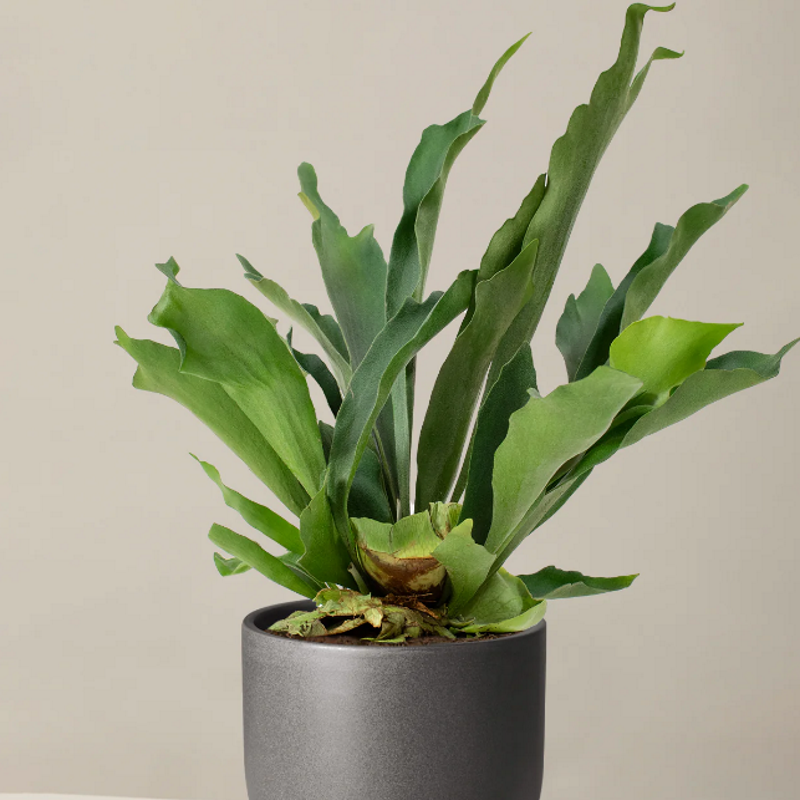 Staghorn fern care: 5 expert tips for this leafy houseplant | Homes and ...