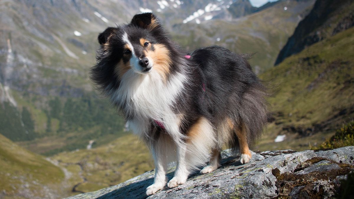 Shetland Sheepdog: Breed profile and information | PetsRadar