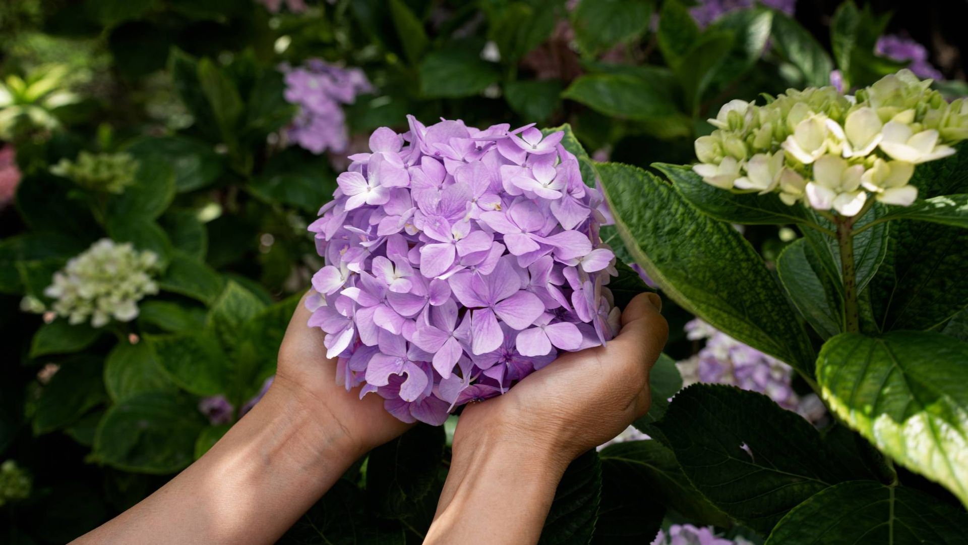Hydrangea Meaning: The Rich Symbolism of a Garden Favorite | Gardening ...
