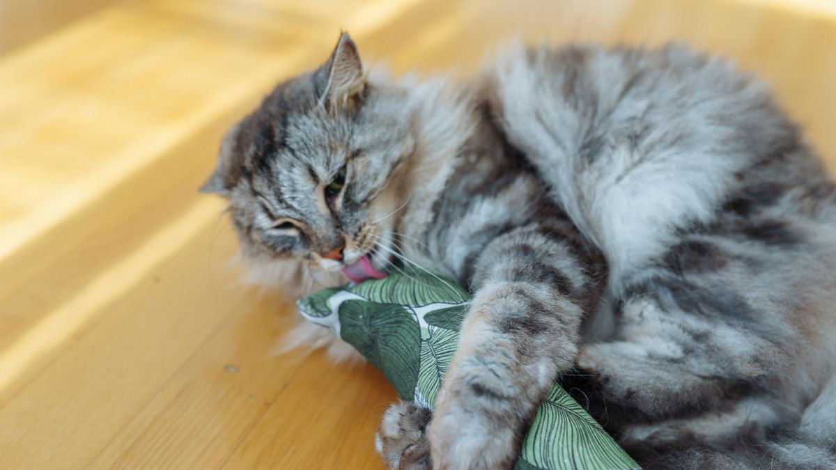 Valerian for cats: Vet reveals the pros, cons, and effects | PetsRadar