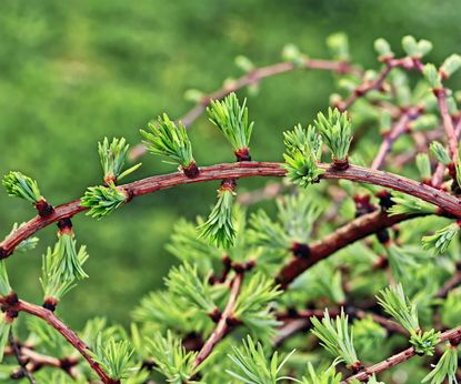How to grow a tamarack tree: expert advice for colorful conifers ...