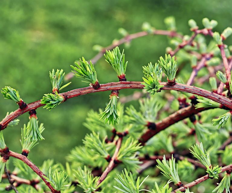 How to grow a tamarack tree: expert advice for colorful conifers ...