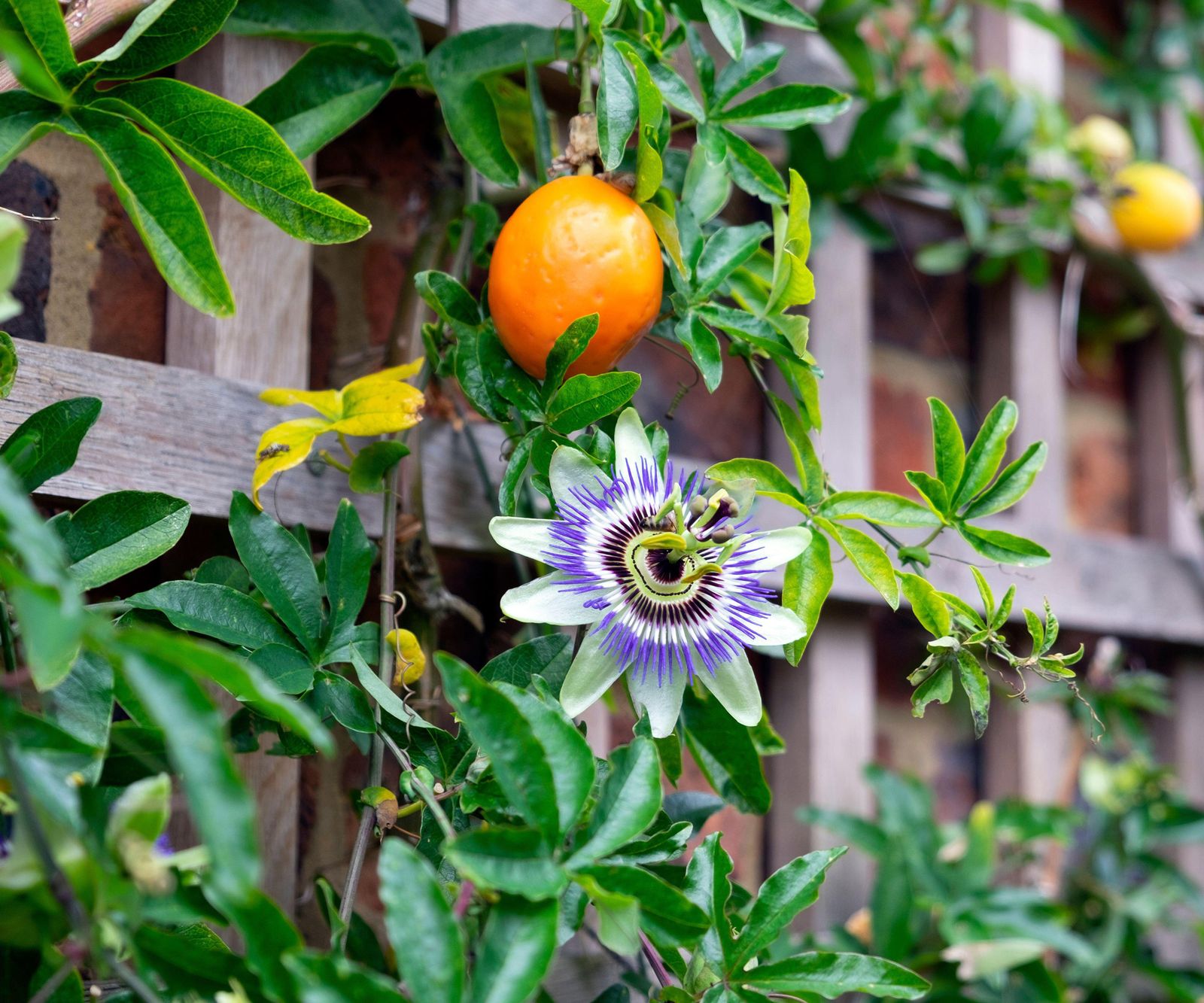 Best front yard plants: 16 low-maintenance plants and shrubs | Homes ...