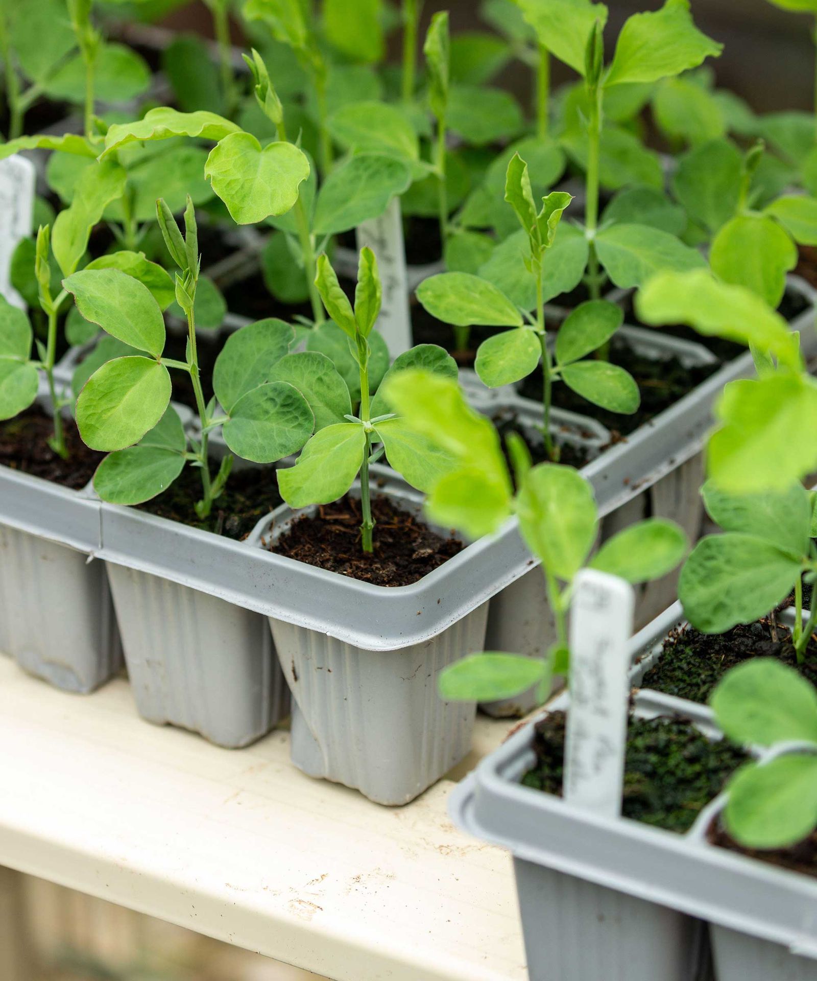 How to prepare for seed sowing: 7 game changing tips to try | Homes and ...