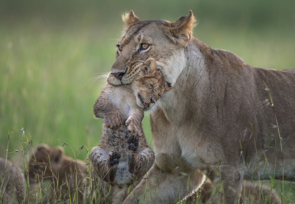 This wildlife photography shows the true beauty of lions | Digital ...