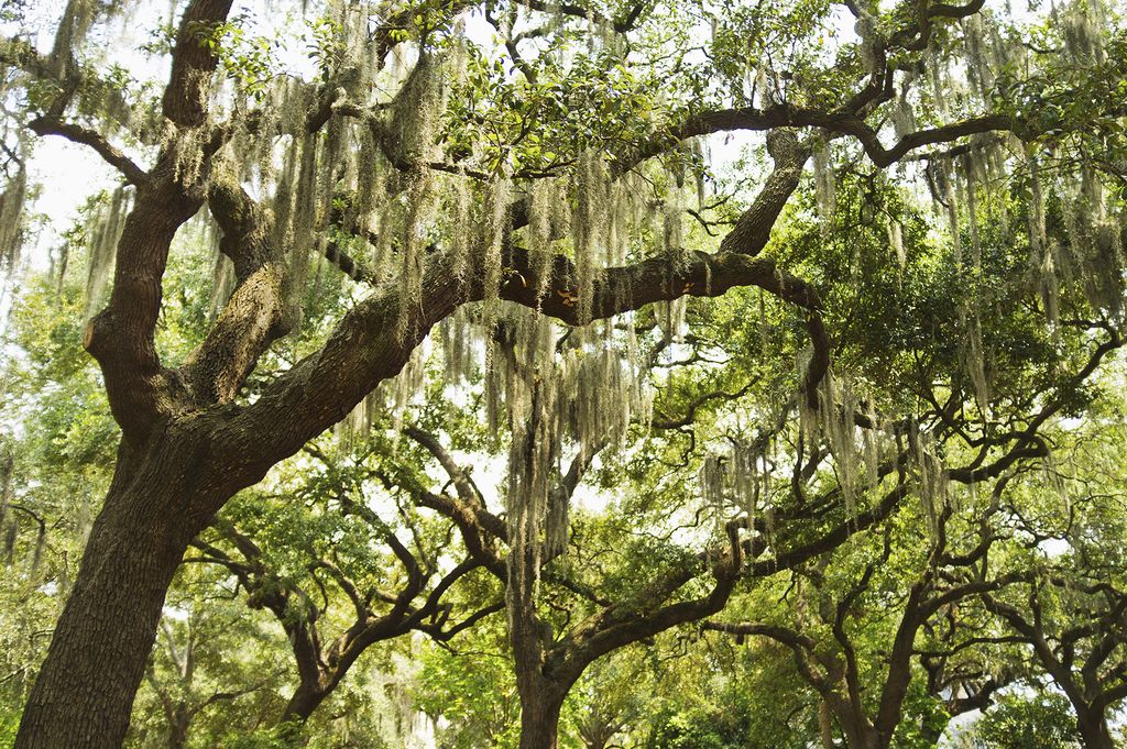 Best trees for shade: including fast-growing varieties | Homes and Gardens