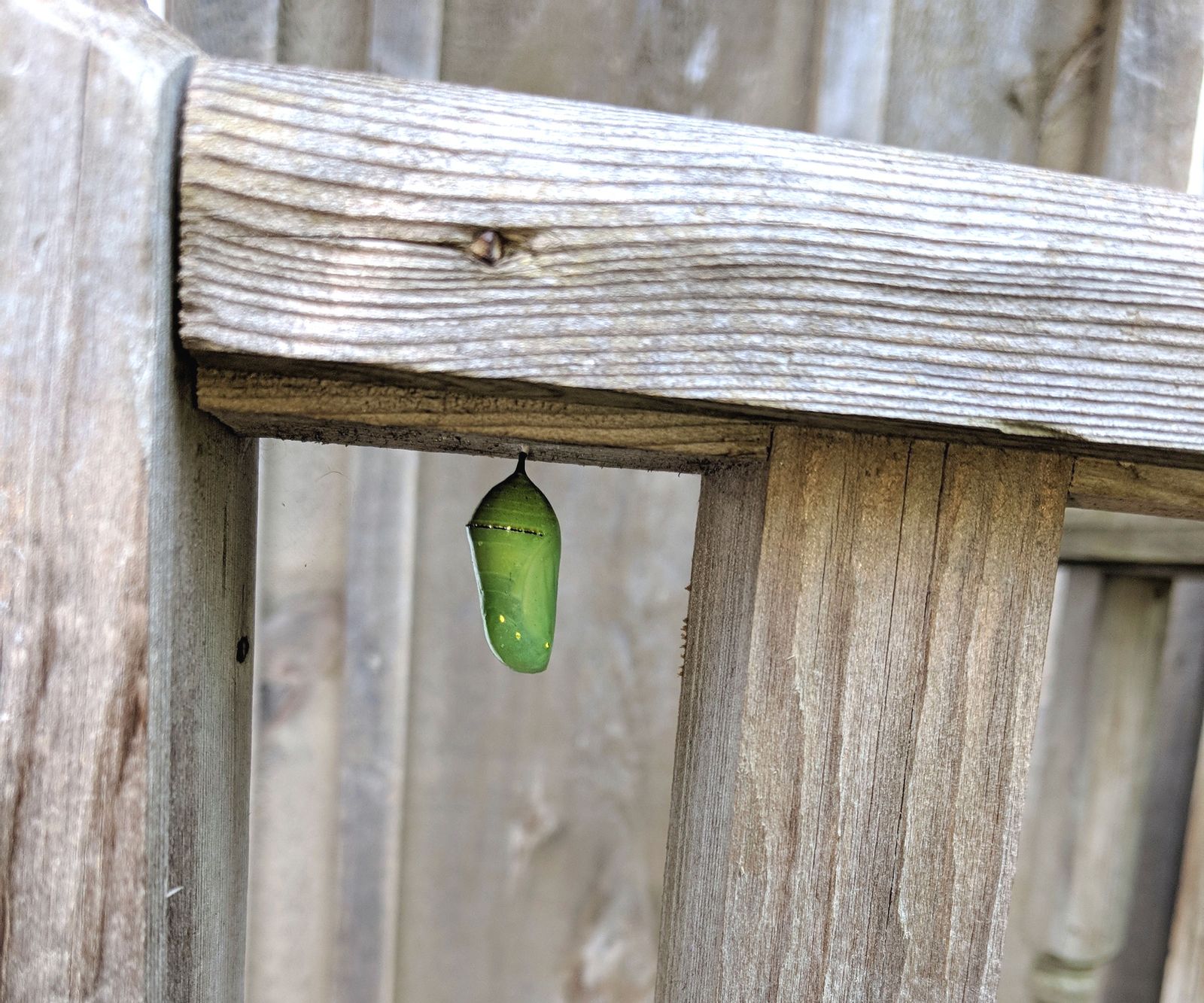 Found A Chrysalis In An Odd Place? How To Move A Chrysalis | Gardening ...
