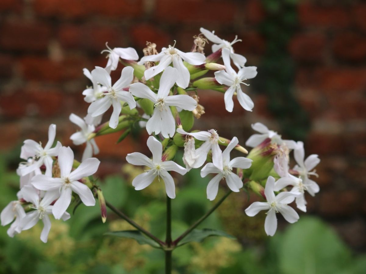 Soapwort Plant: How To Grow Soapwort Groundcover | Gardening Know How