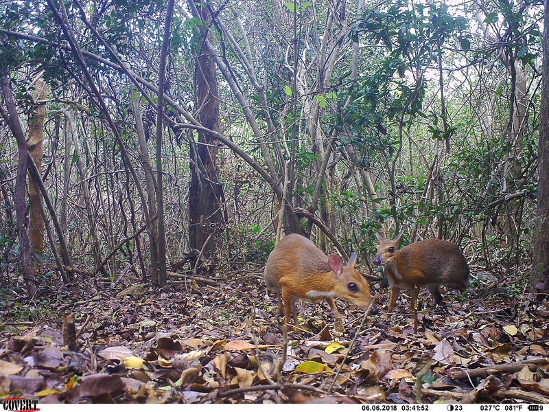A Tiny Species That Looks Part-Deer, Part-Mouse Was Missing for Nearly ...