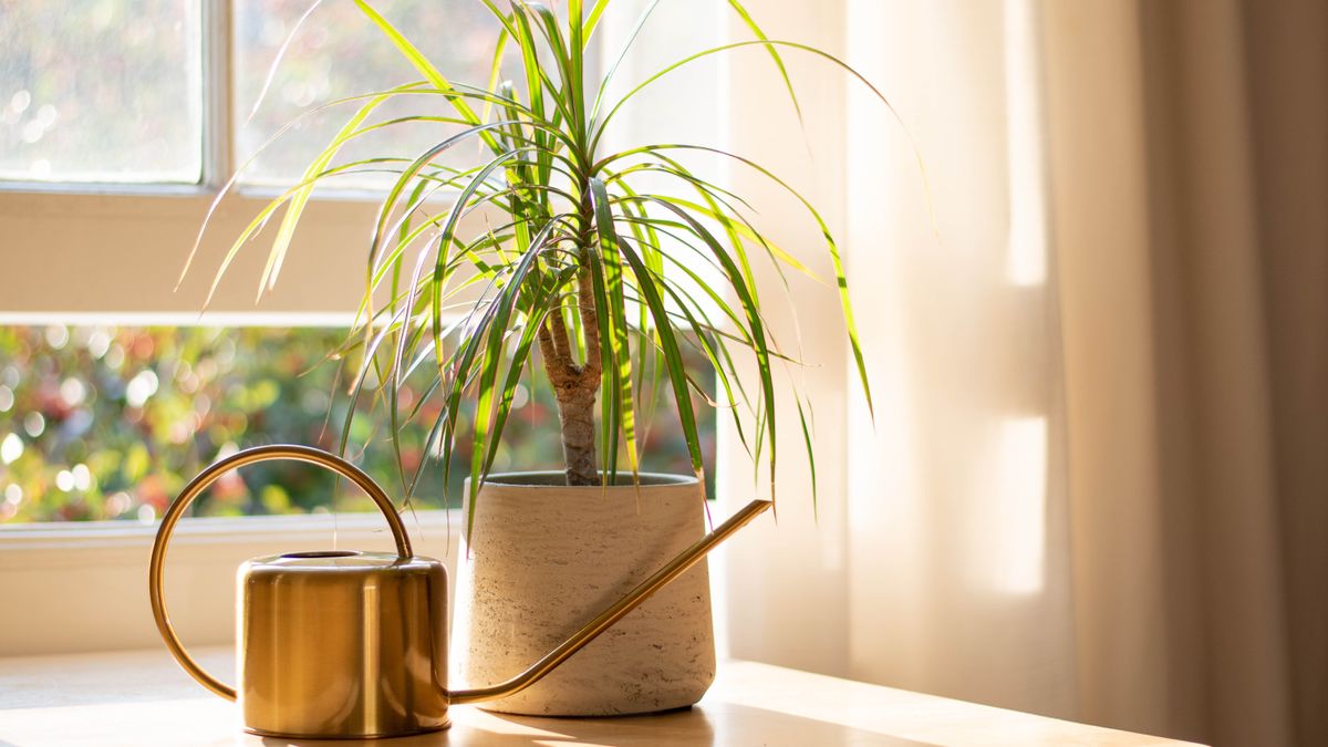 7 best plants to reduce indoor air pollution | Tom's Guide