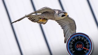 Speedy & Swift: The Fastest Animals in the World | Live Science