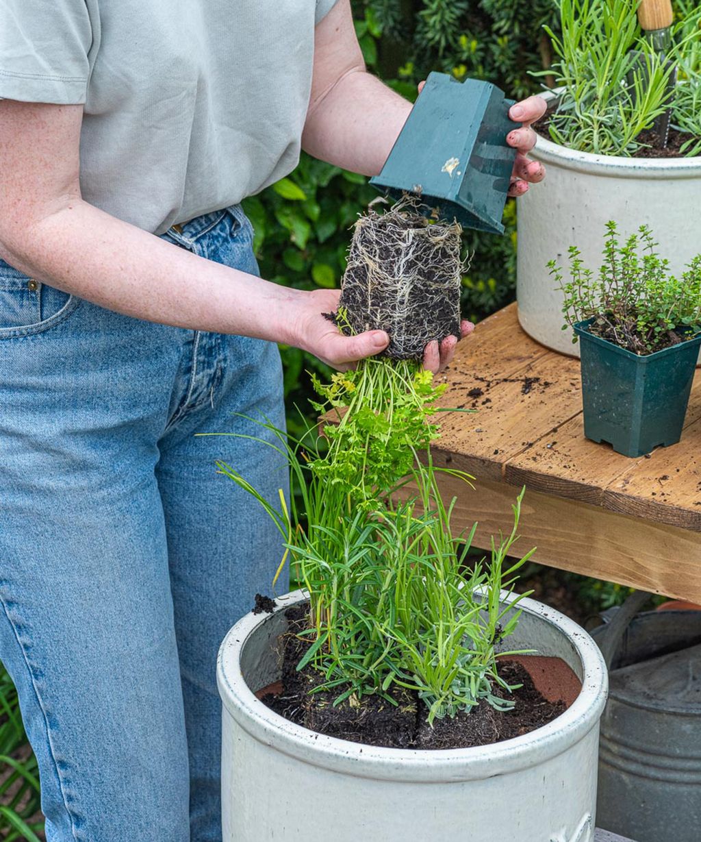 How to plant a herb pot: a step-by-step container display | Gardeningetc
