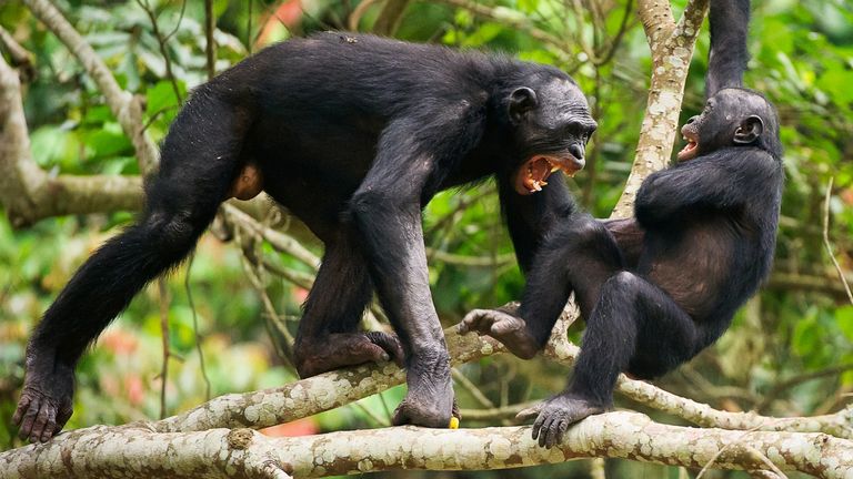 How chimp wars taught us murder and cruelty aren't just human traits ...