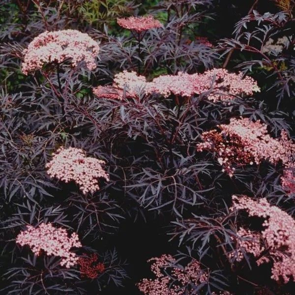 Best shrubs with dark foliage: top plants with purple leaves | Homes ...