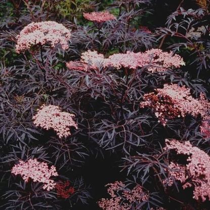 Best shrubs with dark foliage: top plants with purple leaves | Homes ...