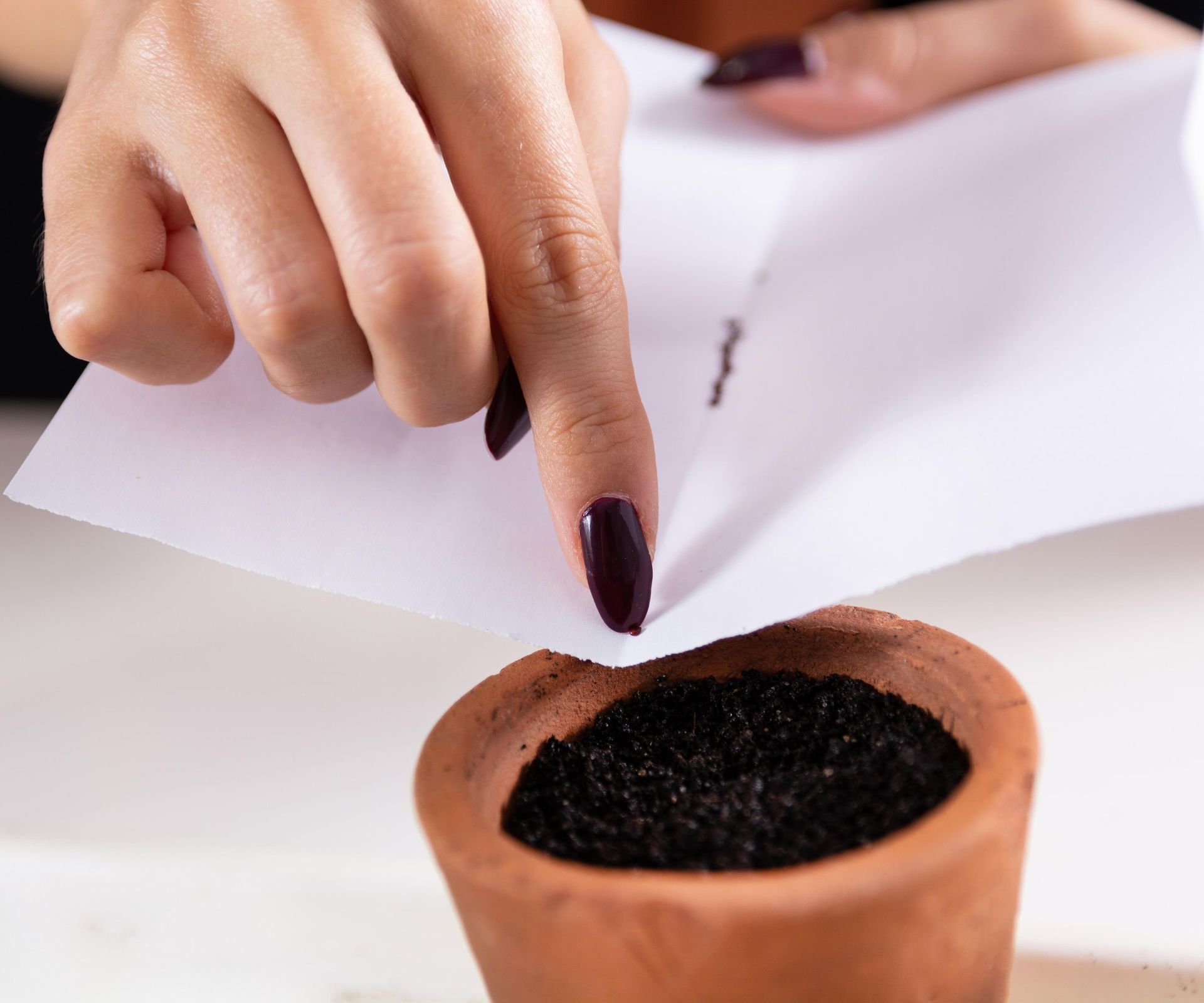 How to grow a cactus from seed: in 6 easy, expert steps | Homes and Gardens