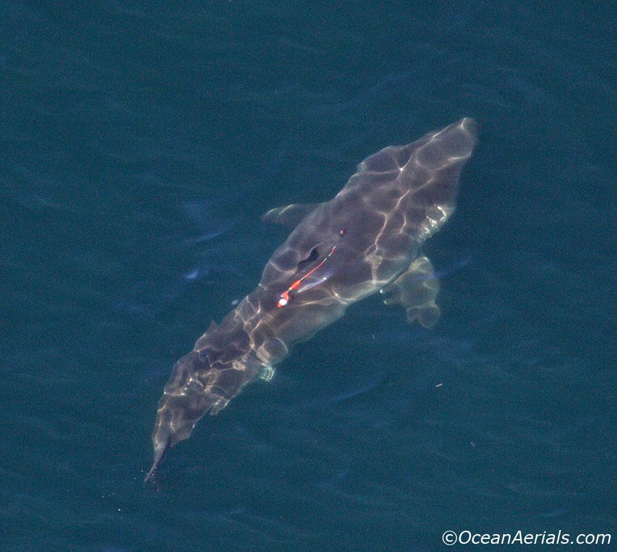 Images: Sharks & Whales from Above | Live Science