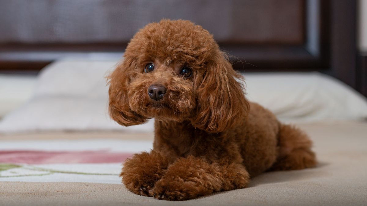 22 toy dog breeds | PetsRadar