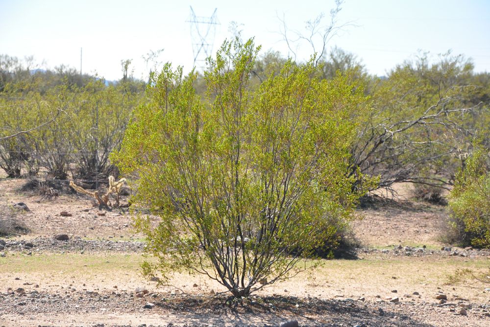 Creosote Bushes Photos | Desert Plants & Flora | Live Science