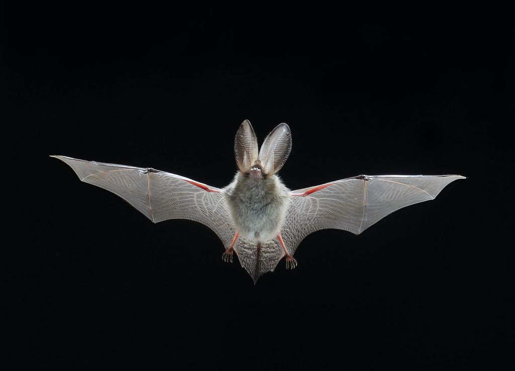 On the night watch: The lives of Britain's nocturnal creatures ...