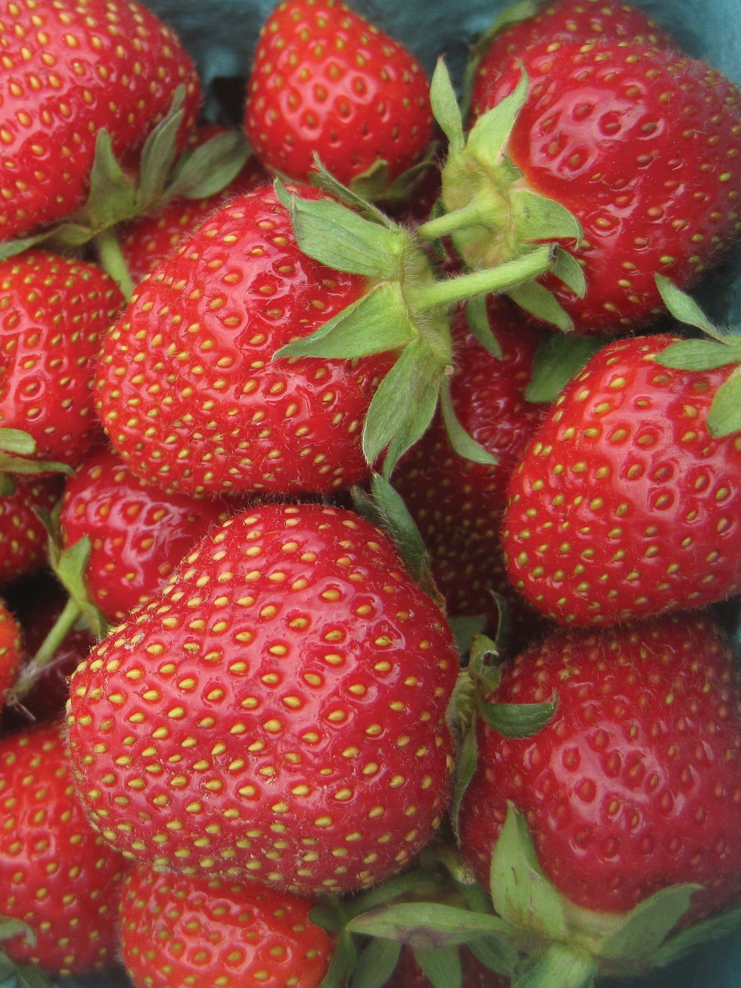 How to grow bigger strawberries: expert tips for big fruits | Homes and ...