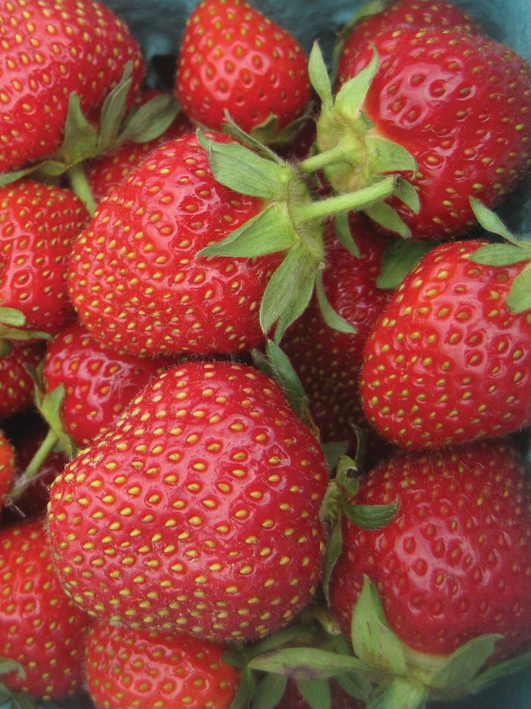 How to grow bigger strawberries: expert tips for big fruits | Homes and ...