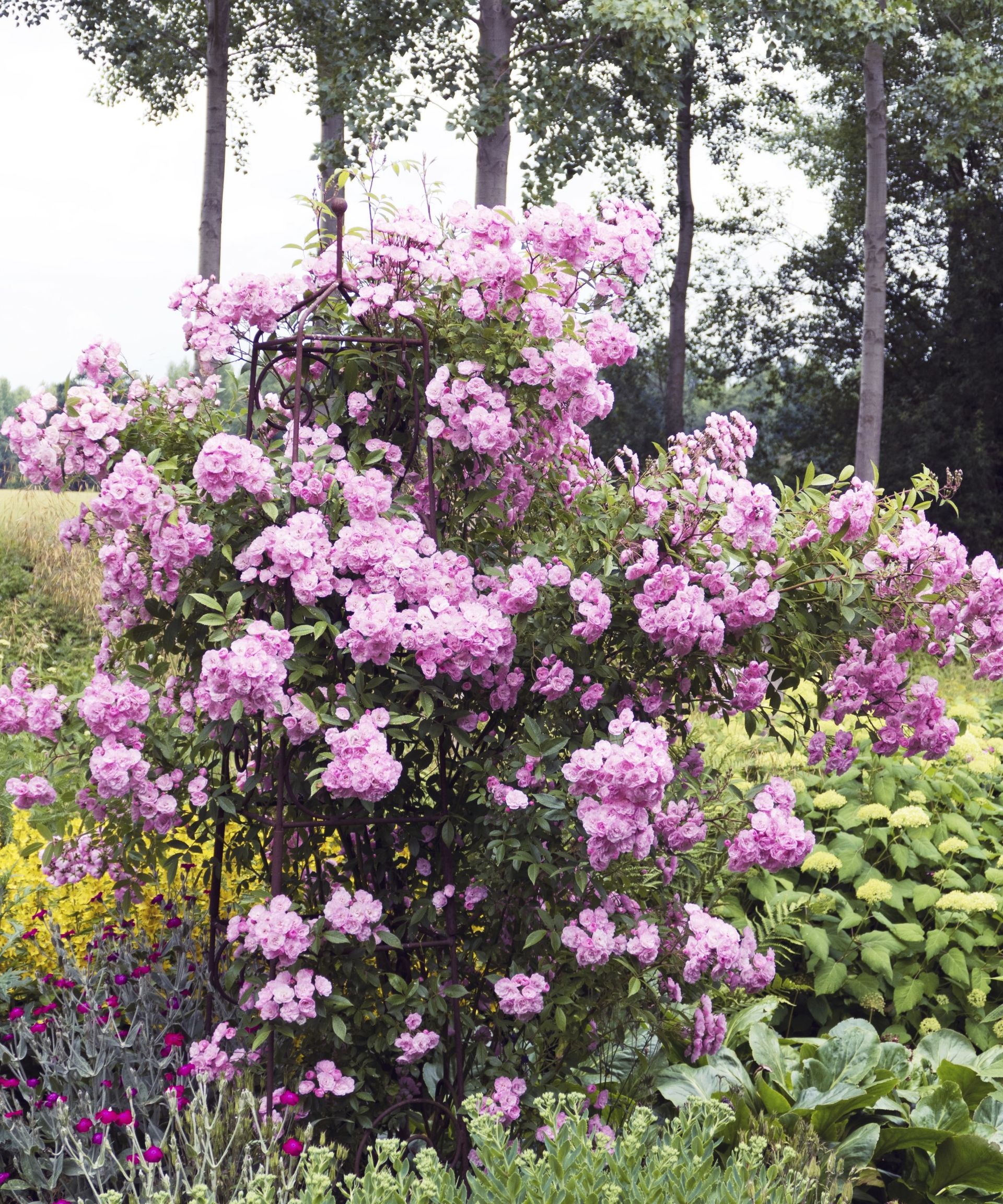 How to train a climbing rose: expert tips for success | Homes and Gardens