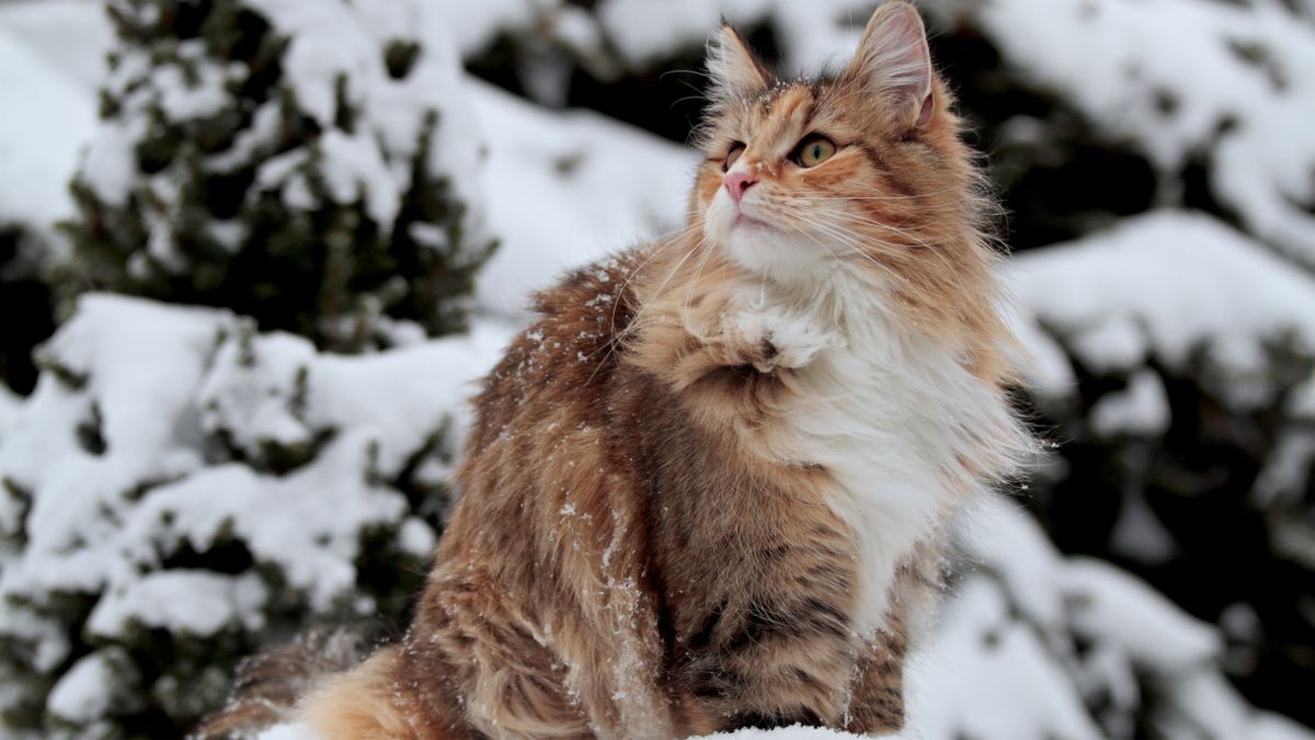 32 reasons to love Norwegian forest cats | PetsRadar