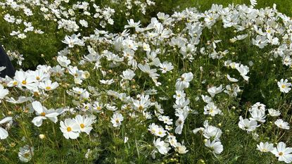 How to deadhead cosmos for seemingly endless flowers | Ideal Home