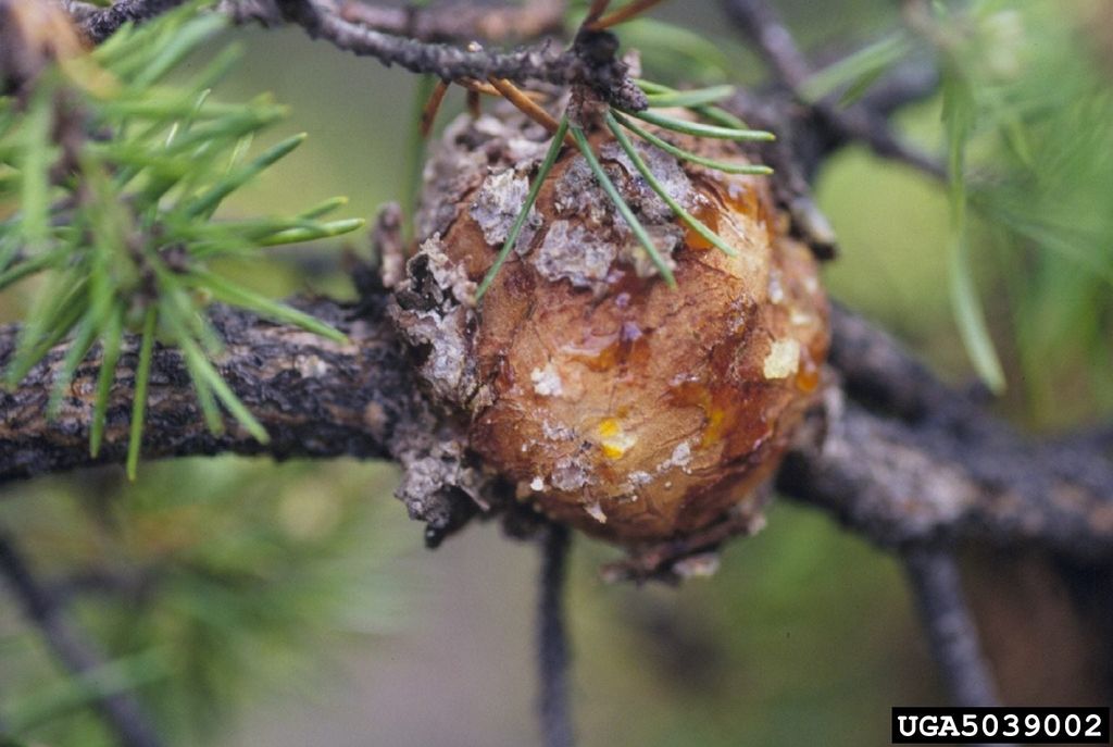 Pine Gall Rust Treatment: Eastern And Western Pine Gall Rust Facts ...