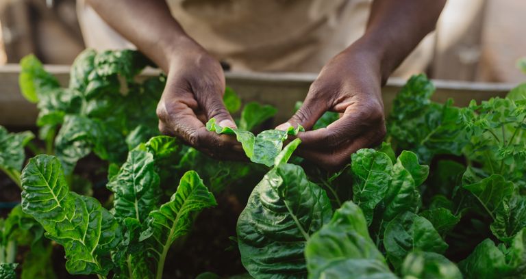 How to grow spinach: your go-to growing guide | Gardeningetc