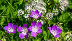 7 flood-tolerant plants to protect your yard from heavy rain | Tom's Guide