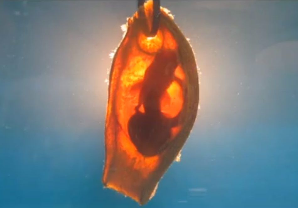 In Photos: Baby Sharks Show Off Amazing Ability | Live Science