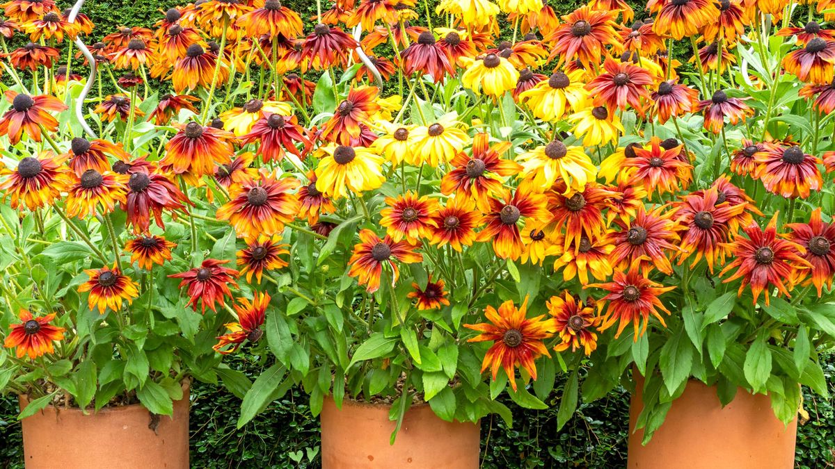 8 Fall Flowers For Pots: Exquisite Options for Color & Focus ...