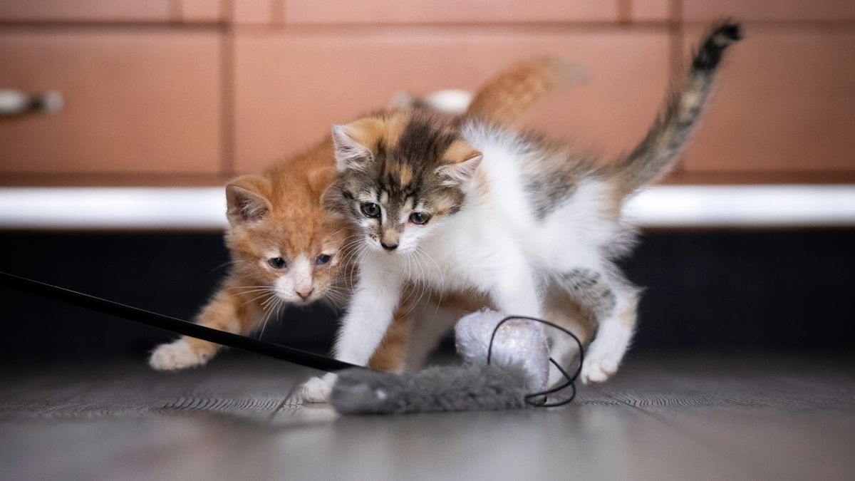 How do cats play with each other? How to tell the difference between ...