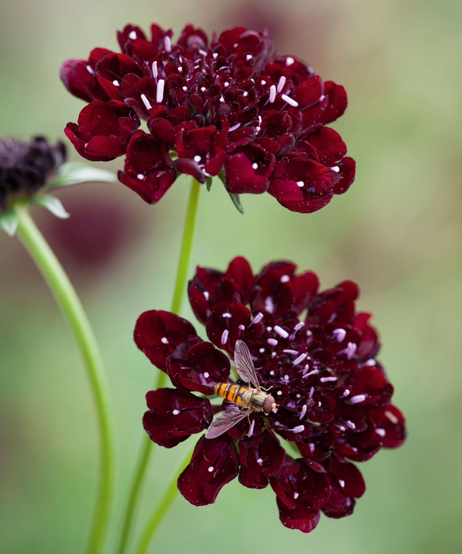 What to plant in September: flowers, shrubs or crops to grow | Homes ...