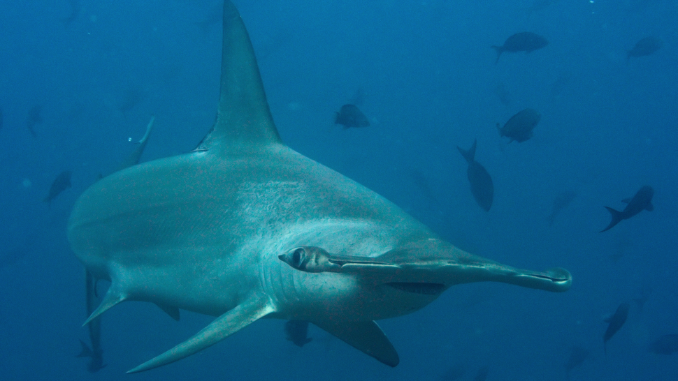 Watch hammerhead sharks swim in 'cyclones' around ancient volcano in ...