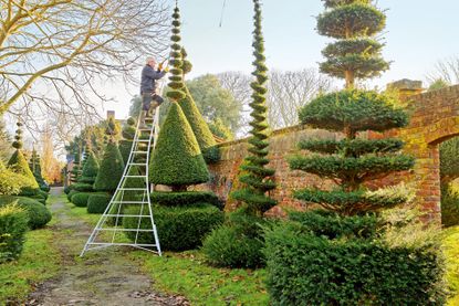 The Cressy Hall topiary: 'A miraculously well-kept secret' | Country Life