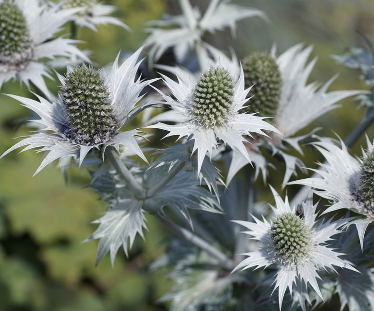 Best eryngium varieties: 10 expert picks for sea hollies | Homes and ...