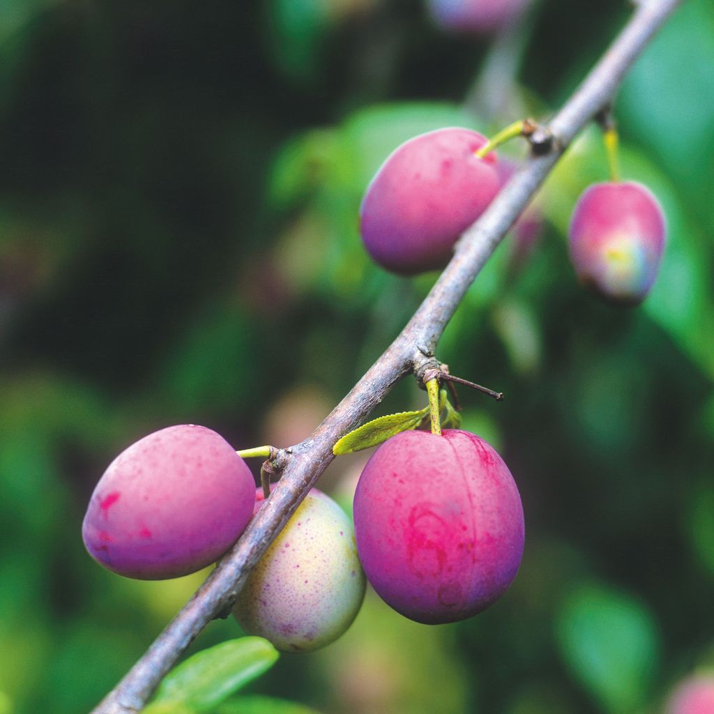 When to prune plum trees — and avoid silver leaf disease | Ideal Home
