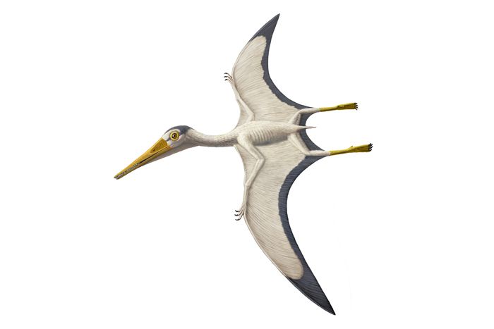 Pterosaurs: Flight in the Age of Dinosaurs | Live Science