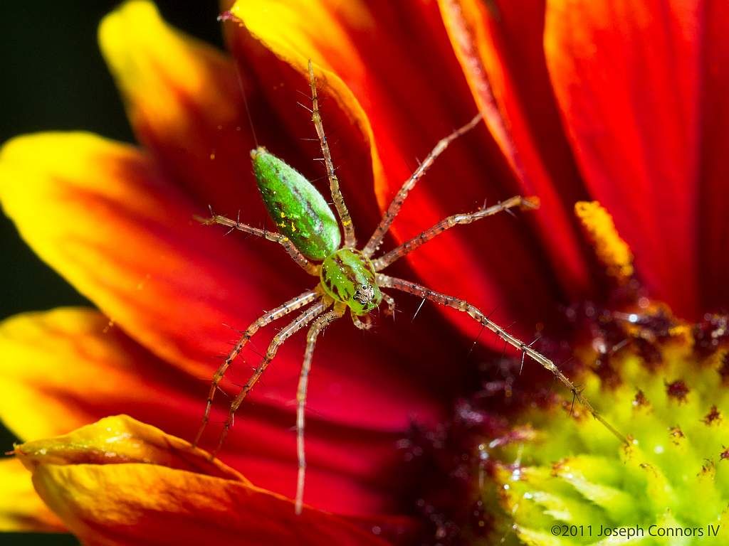 Arachtober in Action: Amazing Photos of Spiders from Around the World ...
