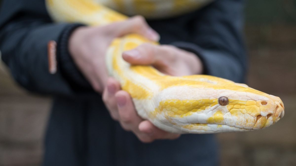 Huge python slithers into family home in Hampshire | The Week